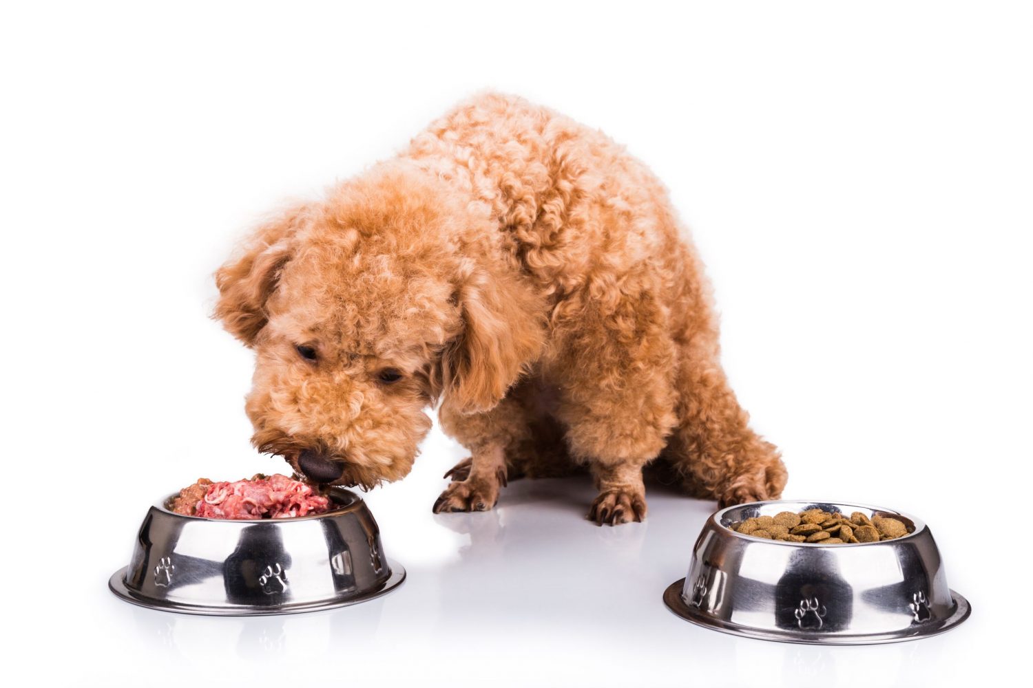 What’s Better: Wet or Dry Dog Food? - South Seminole Animal Hospital ...